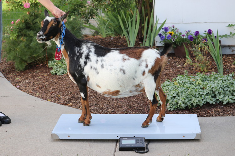 Assessing Nigerian Dwarf Goat Milk Production - Goat Journal